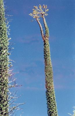 Flowers Along the Highway
